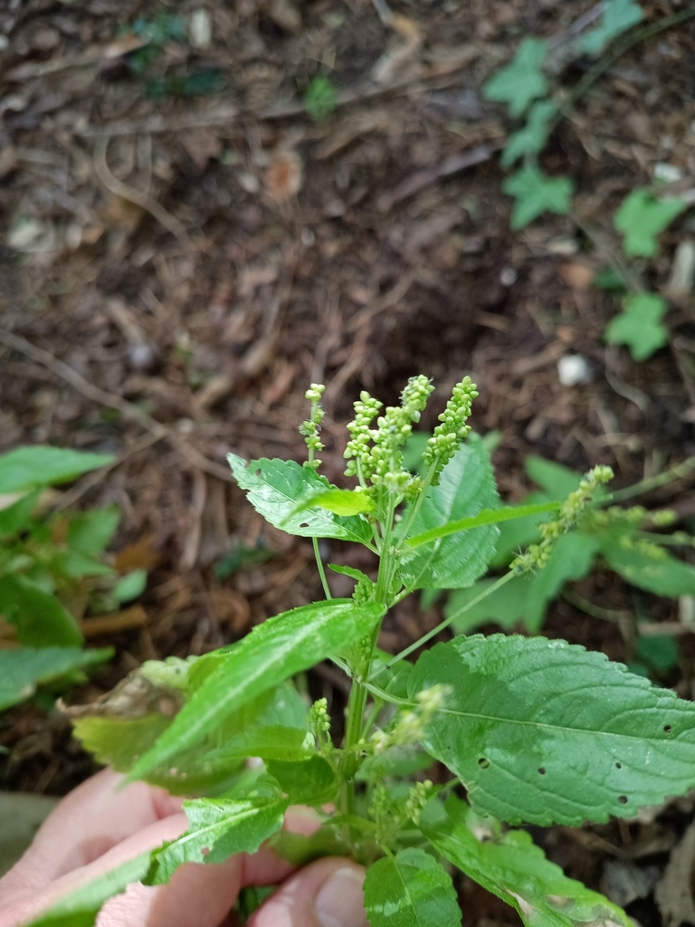 Annual mercury from Uxbridge UB8, UK on September 24, 2023 at 04:18 PM ...