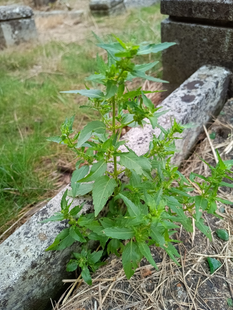 Annual mercury from Uxbridge UB8, UK on September 24, 2023 at 04:36 PM ...