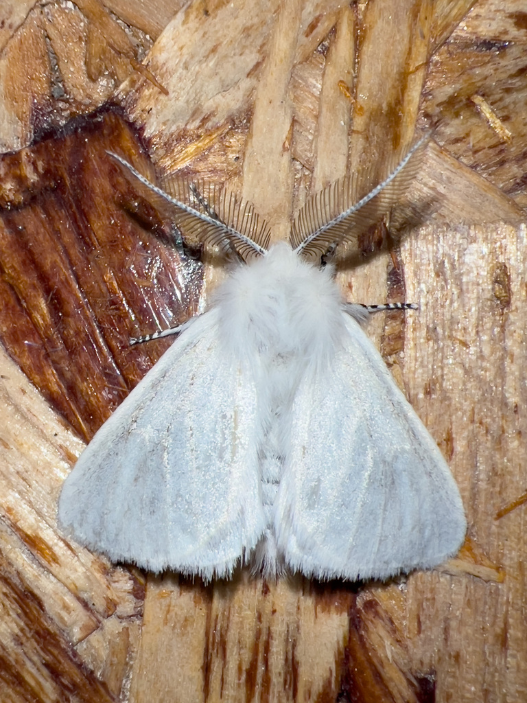 White Satin Moth from lodge on June 26, 2023 at 10:13 PM by Simon Plat ...