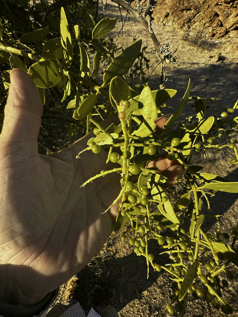 toothbrush tree in May 2023 by jabetzler · iNaturalist