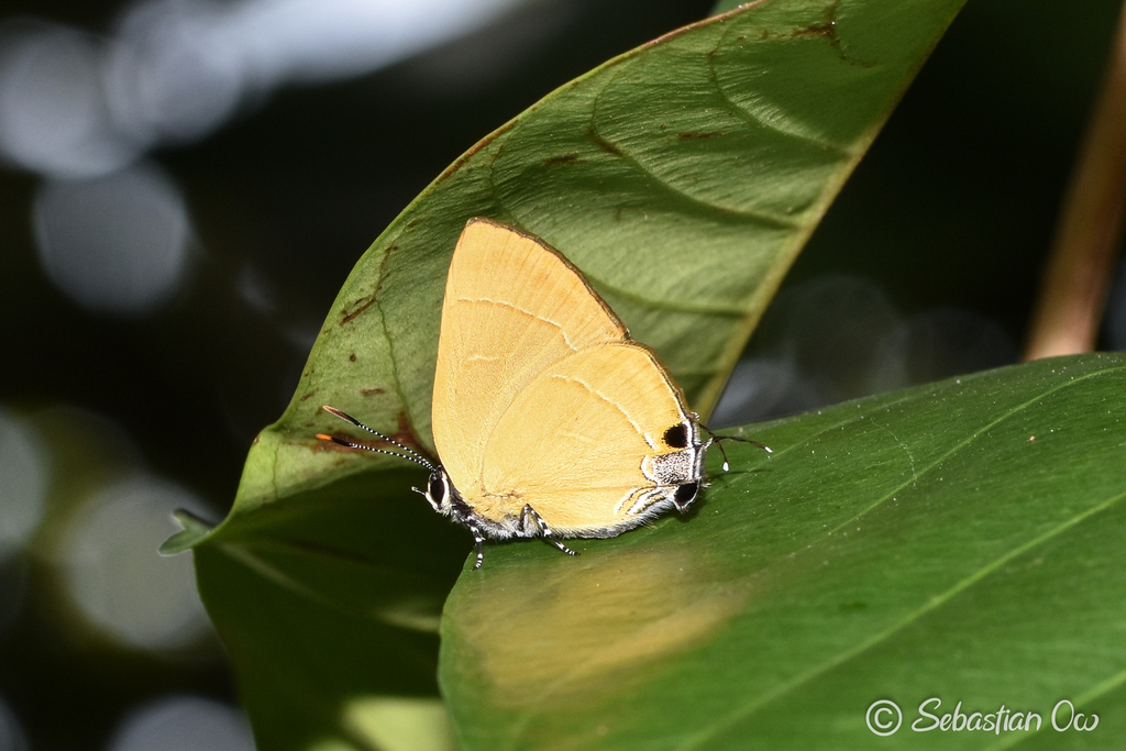 Malay Red Flash from Mandai Rd Track 7, Singapore on July 19, 2022 at ...