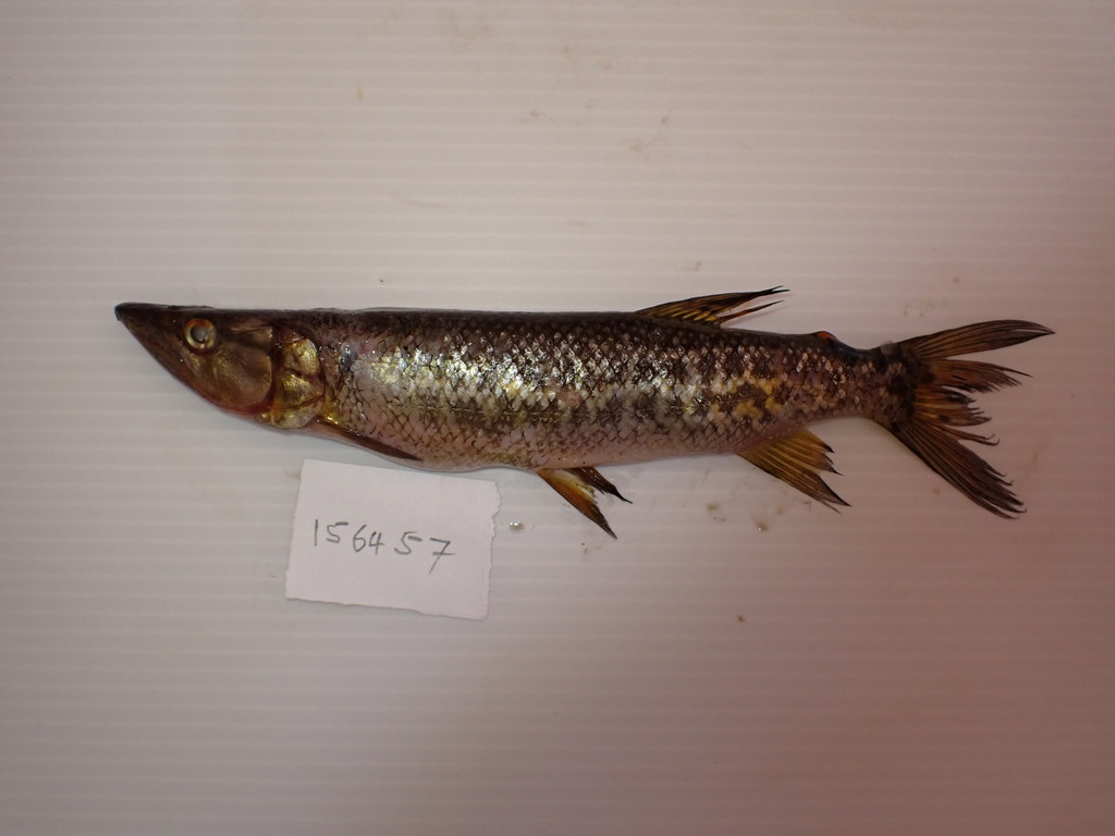 Southern African Pike from Kafue, Sambia on September 22, 2023 at 02:30 ...