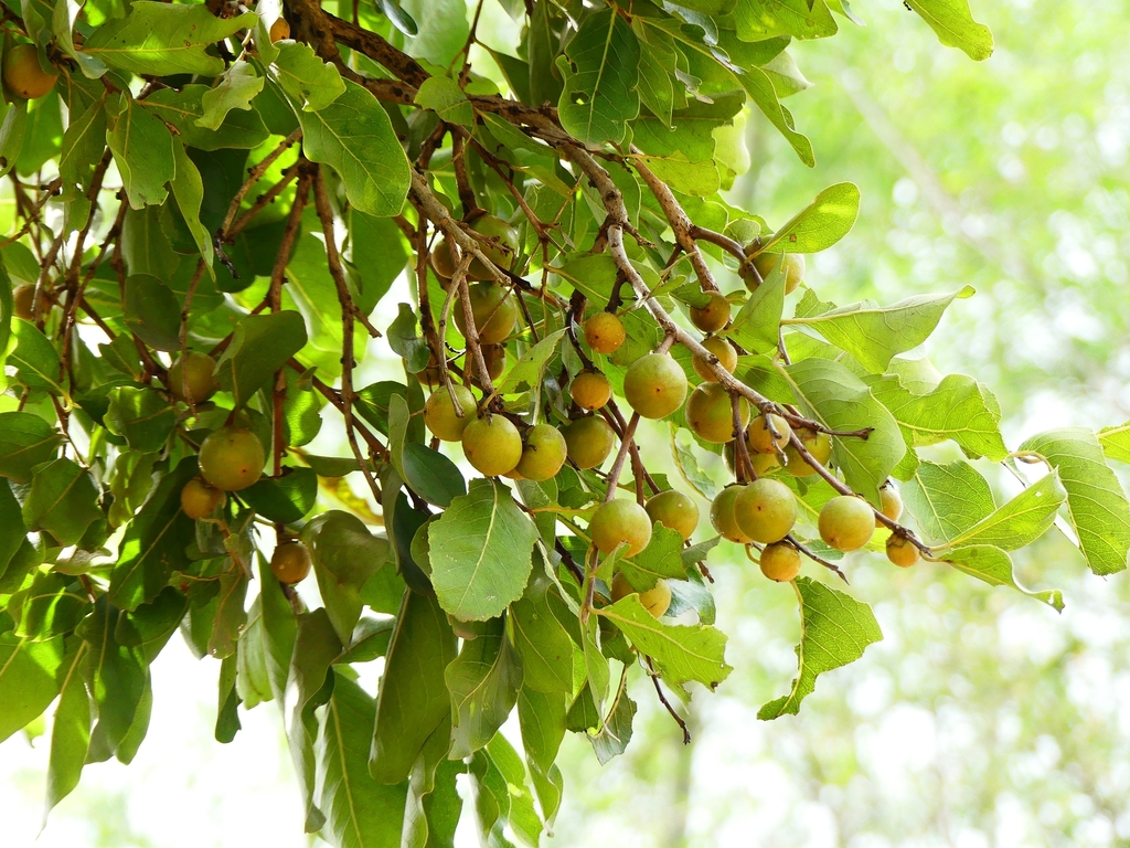 Tendu (Kanha National Park - Plants) · iNaturalist