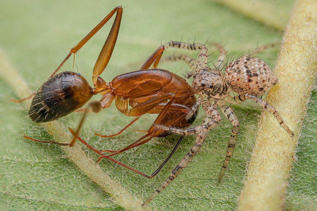 Indoxysticus from Гангодавила Юг, Nugegoda, Шри-Ланка on September 23 ...