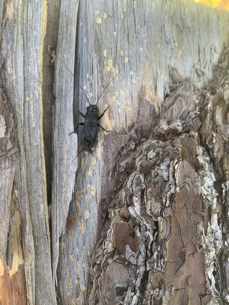 Variable Field Cricket from Penn State – Mont Alto, Mont Alto, PA, US ...