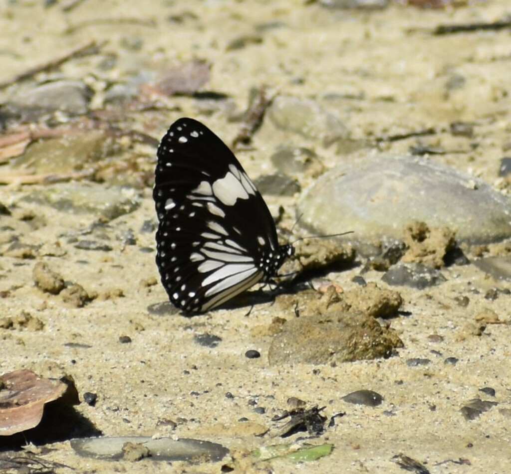 Magpie Crow Butterfly from 8G4G+387, Digboi, Assam 786171, India on ...