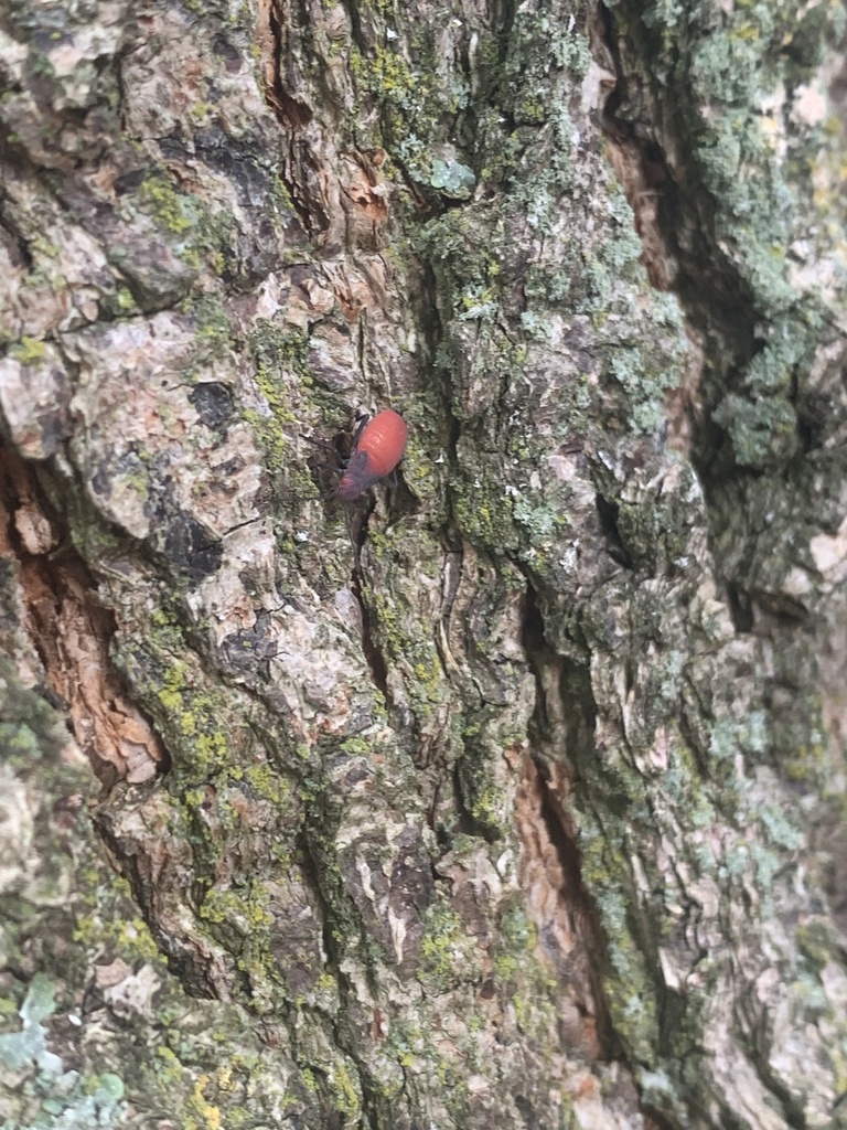 Red-shouldered Bug from Penn State – Mont Alto, Fayetteville, PA, US on ...