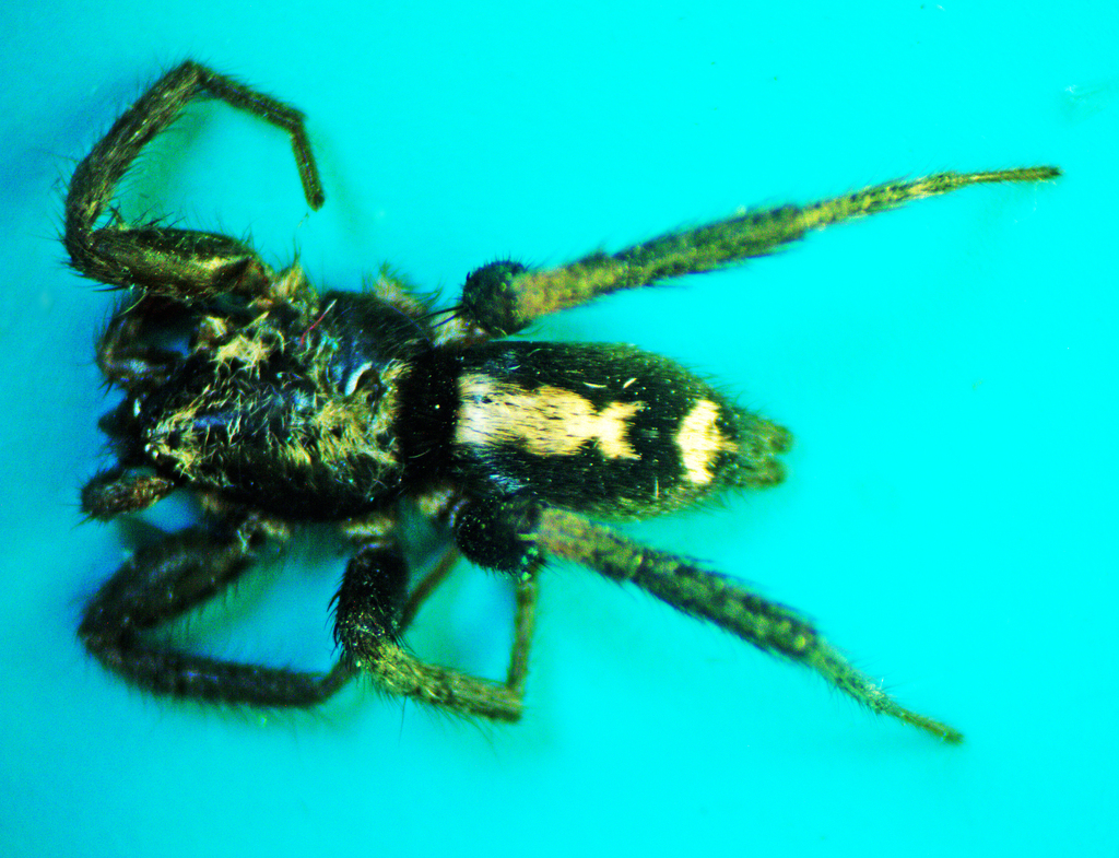 Eastern Parson Spider from Lancaster County, SC, USA on September 24 ...