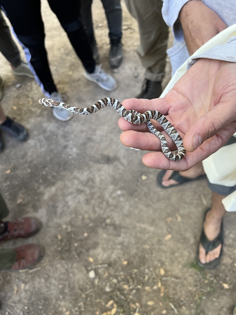 Sonoran Lyre Snake in September 2023 by ianludwig1 · iNaturalist