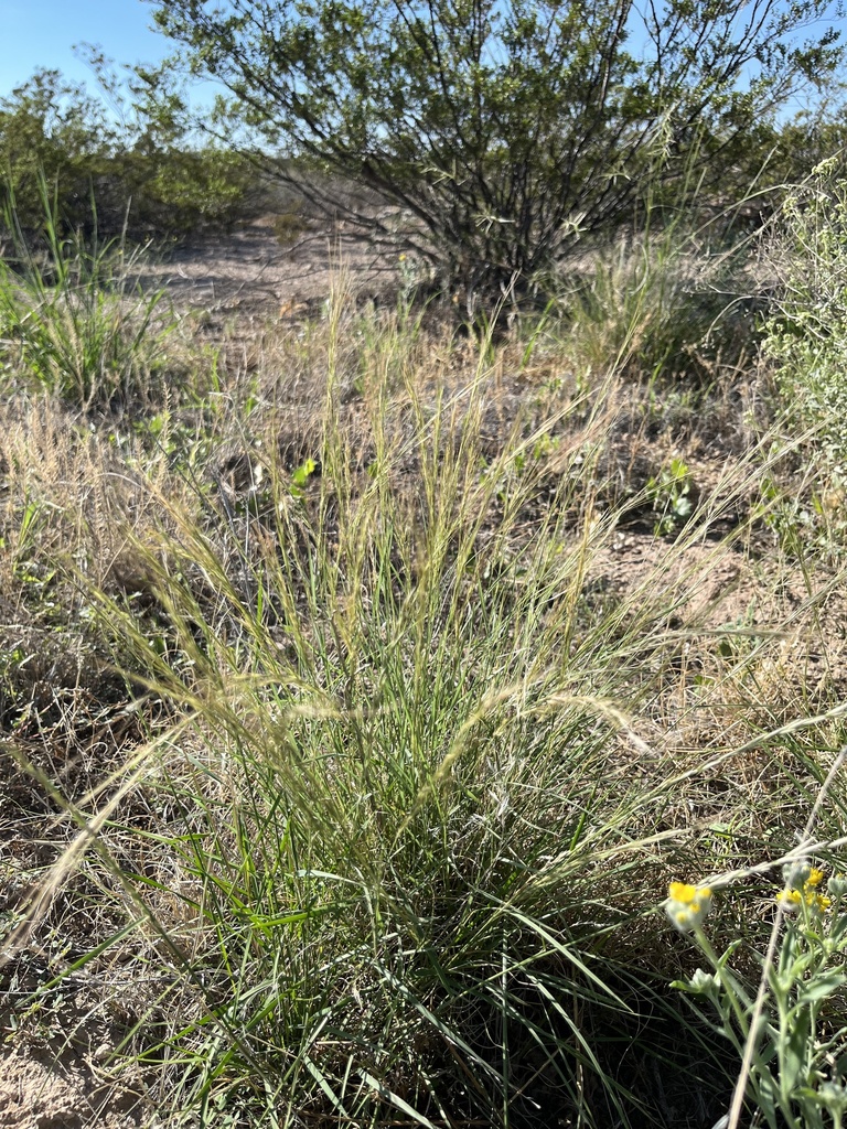Purple Threeawn from W Dickinson Blvd, Fort Stockton, TX, US on ...