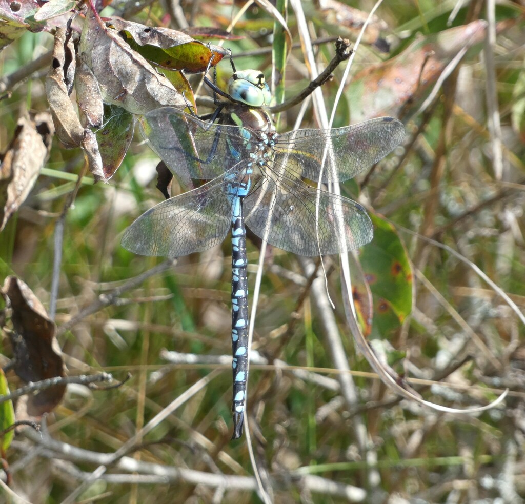 Lance-tipped Darner from Amherstview Lagoons (Private), Lennox and ...