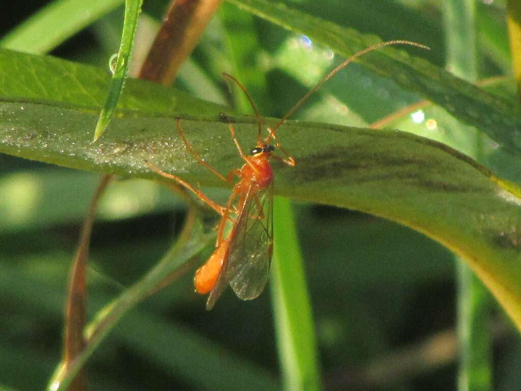 Ichneumonid Wasps from Danby, VT, USA on September 4, 2023 at 07:29 AM ...