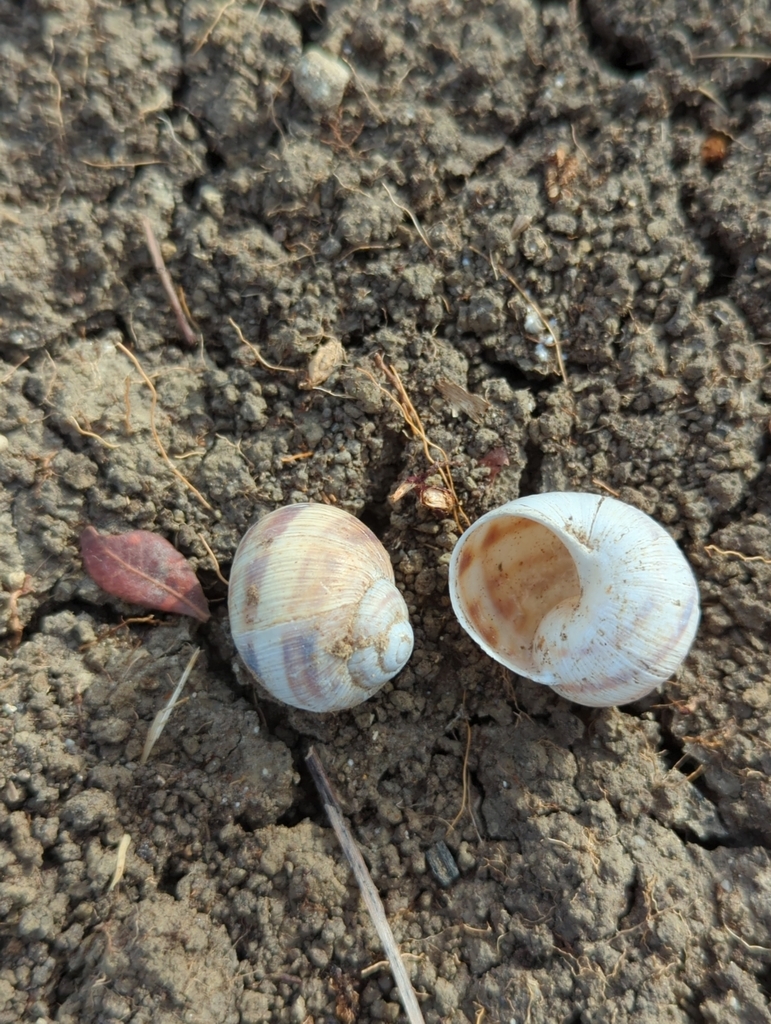 Ceramic Snail from Τοπική Κοινότητα Αγίας Παρασκευής, Παλλήνη 630 85 ...