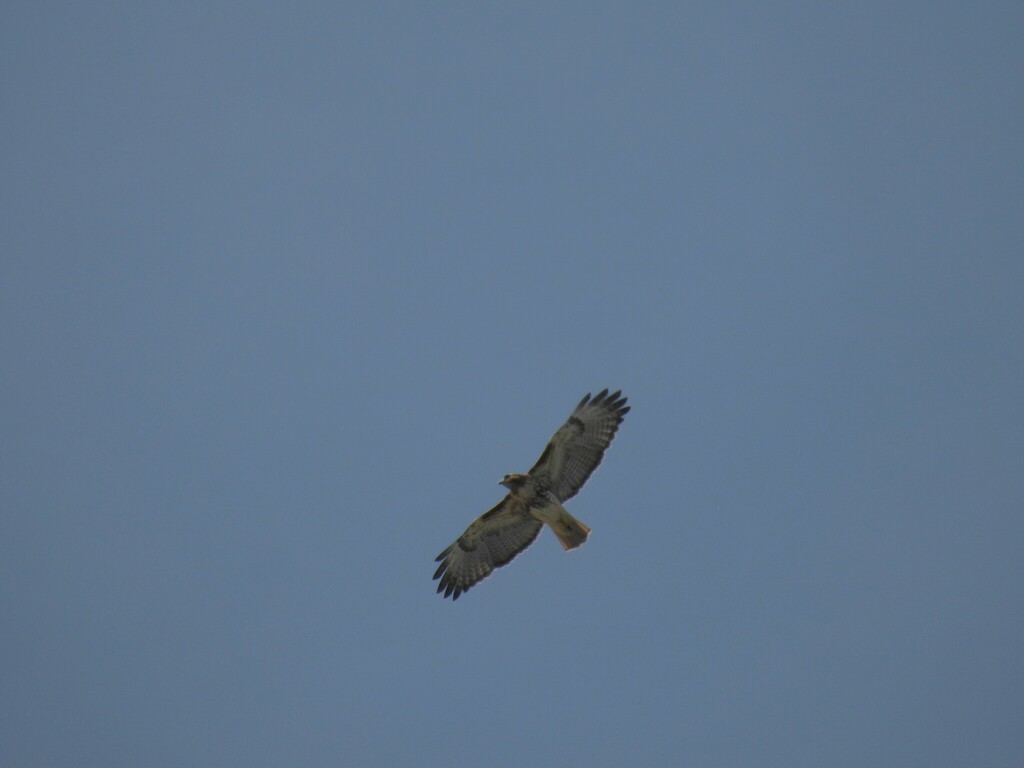 Red-tailed Hawk from Santurce, San Juan, Puerto Rico on September 23 ...