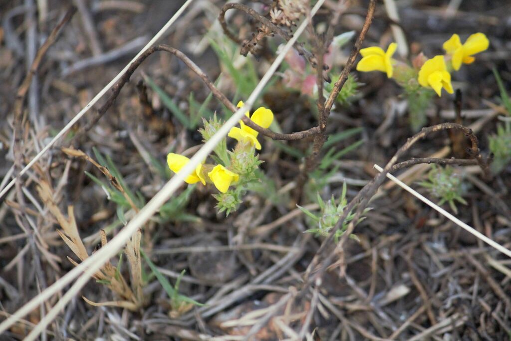 Silver Frilly Pea from Carletonville, 2499, South Africa on September ...