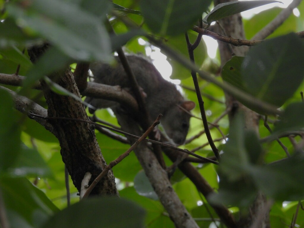 Black Rat from Santurce, San Juan, Puerto Rico on September 23, 2023 at ...