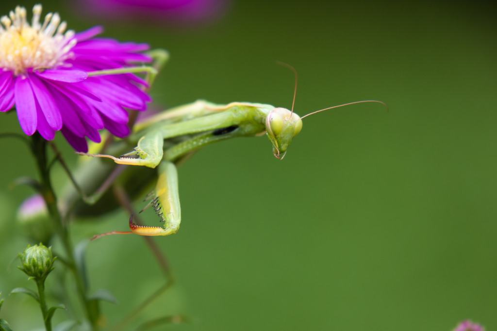 European Mantis in September 2023 by Manuel Raab · iNaturalist