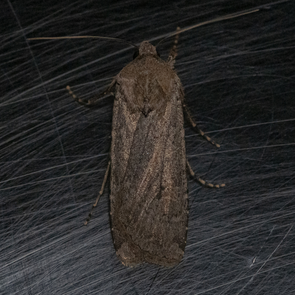 Richia chortalis from Kayenta, AZ 86033, USA on September 18, 2023 at ...