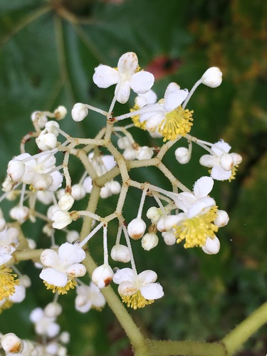 Begonia parviflora · iNaturalist United Kingdom