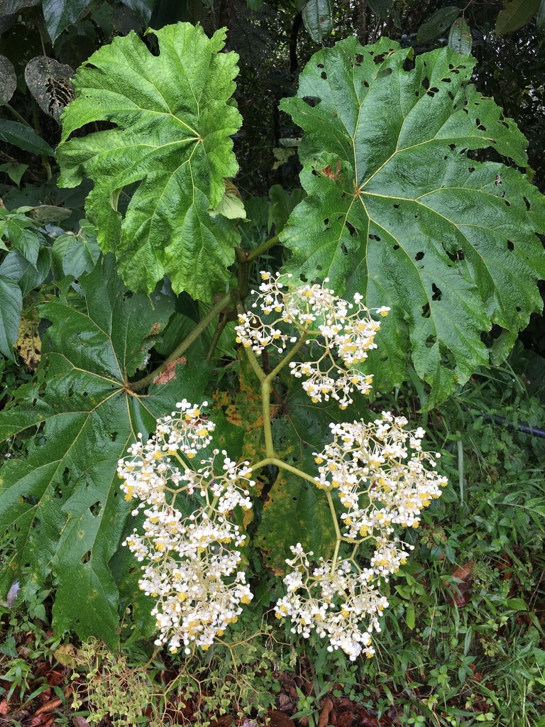 (Begonia parviflora) - Botanical Realm