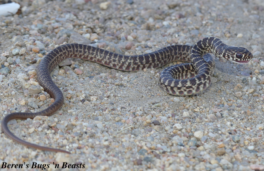 Eastern Yellow-bellied Racer (Coluber constrictor flaviventris ...
