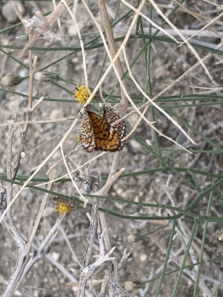 Tiny Checkerspot from La Quinta, CA, USA on September 22, 2023 at 03:47 ...