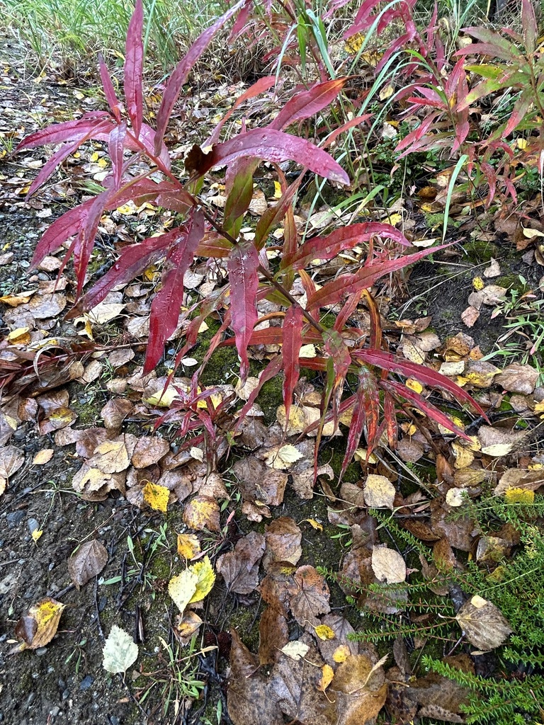fireweed from King Salmon, AK, USA on September 23, 2023 at 03:30 PM by ...