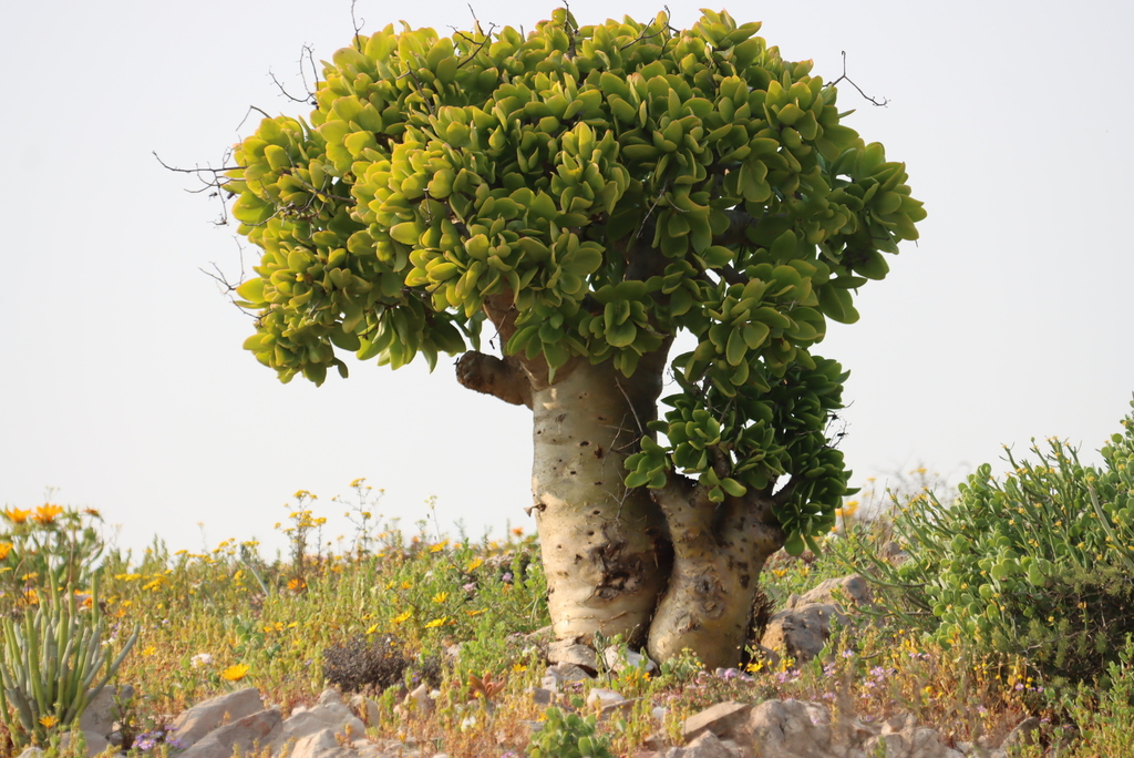 Botterboom from Helskloof Pass, n side, Richtersveld National Park on ...