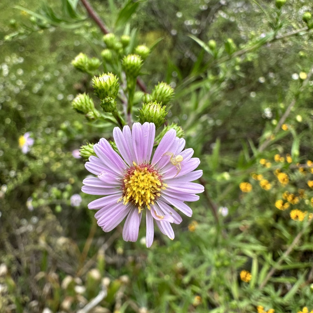 bushy, eastern, heart-leaved, and old field asters in September 2023 by ...