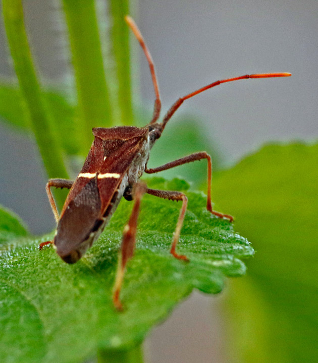 Eastern Leaf-footed Bug from Hills of Hays, San Marcos, TX 78666, USA ...