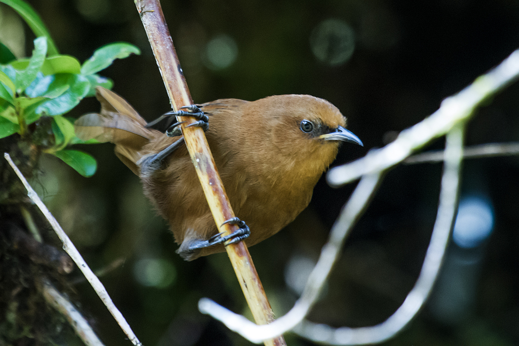 Rufous Wren (Cinnycerthia unirufa) - Avian Discovery