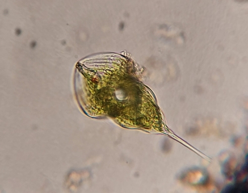 Phacus helicoides · iNaturalist