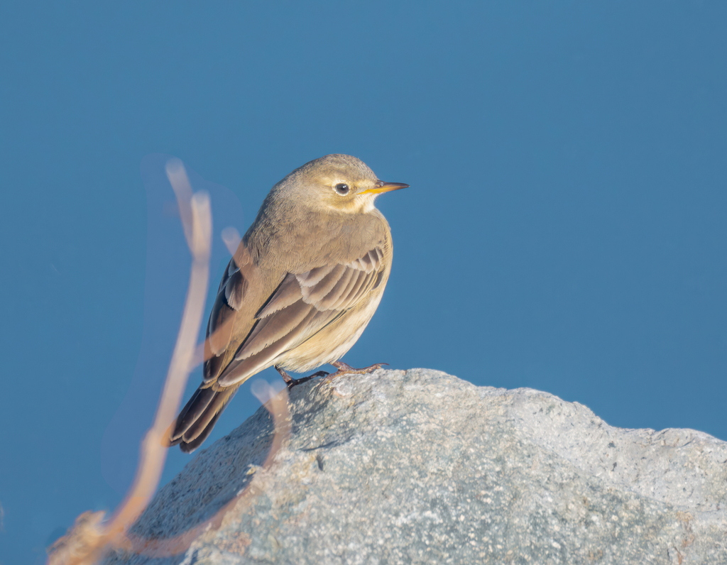 American Pipit from Boulder County, CO, USA on September 24, 2023 at 07 ...