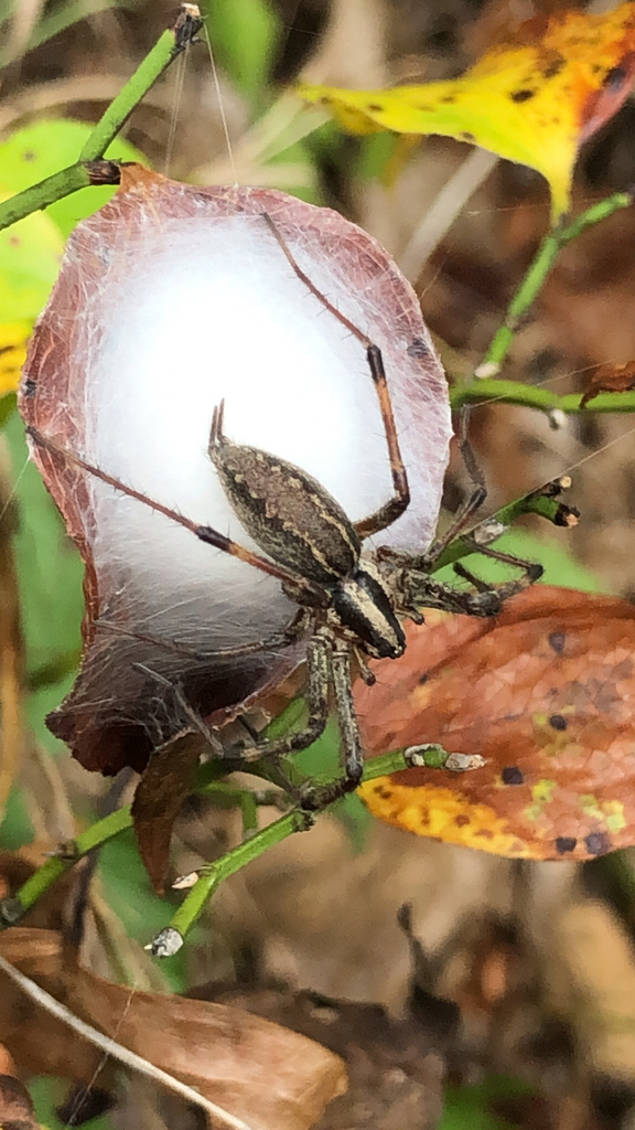 Grass Spiders from Lucasville on September 24, 2023 at 04:23 PM by Tami ...