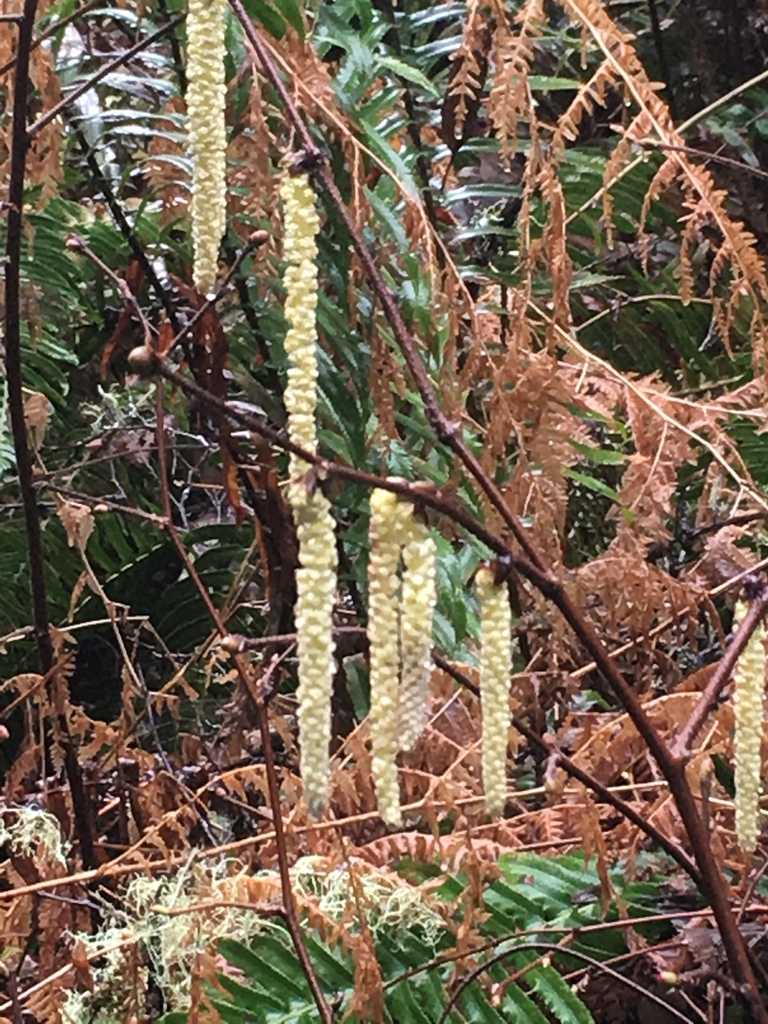 California hazelnut (Handbook for the Native Trees of Oregon) · iNaturalist