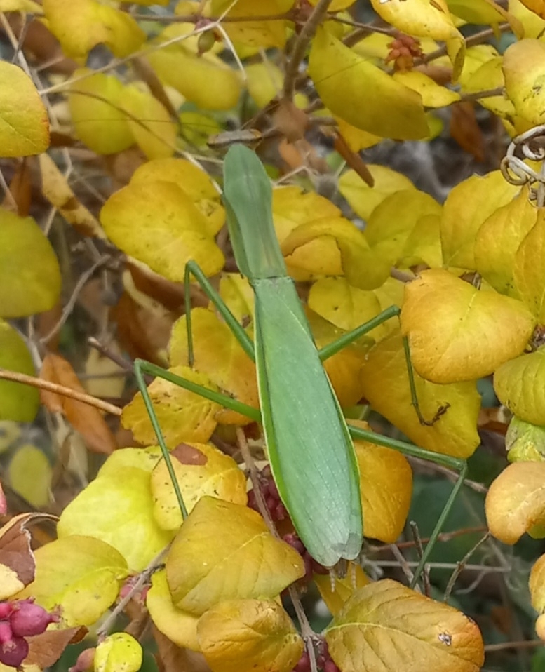 Chinese Mantis from Hightown, VA 24465, USA on September 24, 2023 at 12:06 PM by Josey · iNaturalist