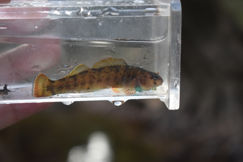 Bluebreast Darter from Fentress County, TN, USA on September 23, 2023 ...