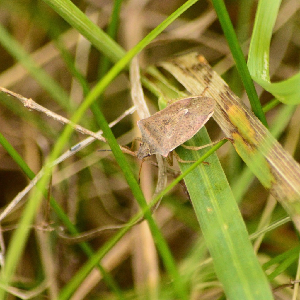 One-spotted Stink Bug from Addison, VT 05491, USA on September 17, 2023 ...
