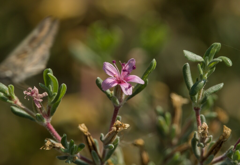 Alkali Heath from Famosa Slough, San Diego, California, United States ...