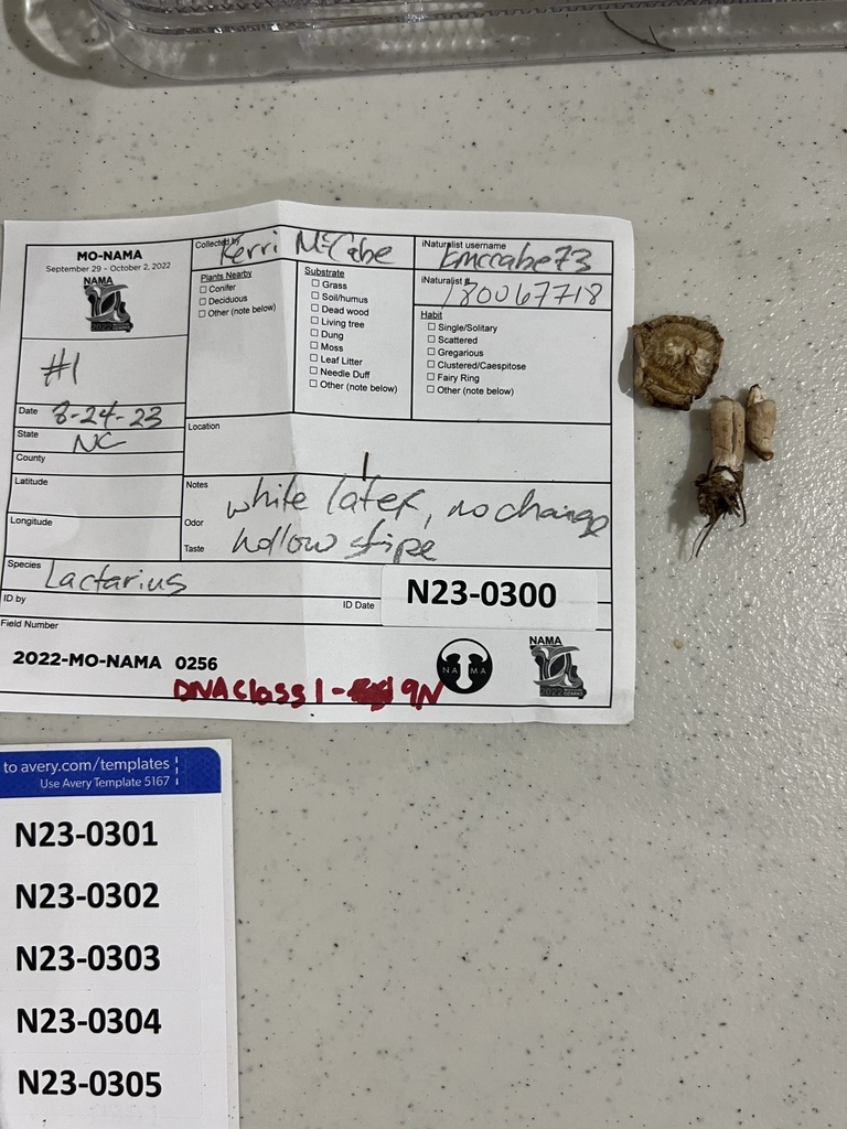 Lactarius imperceptus from Henderson County, NC, USA on August 25, 2023 ...