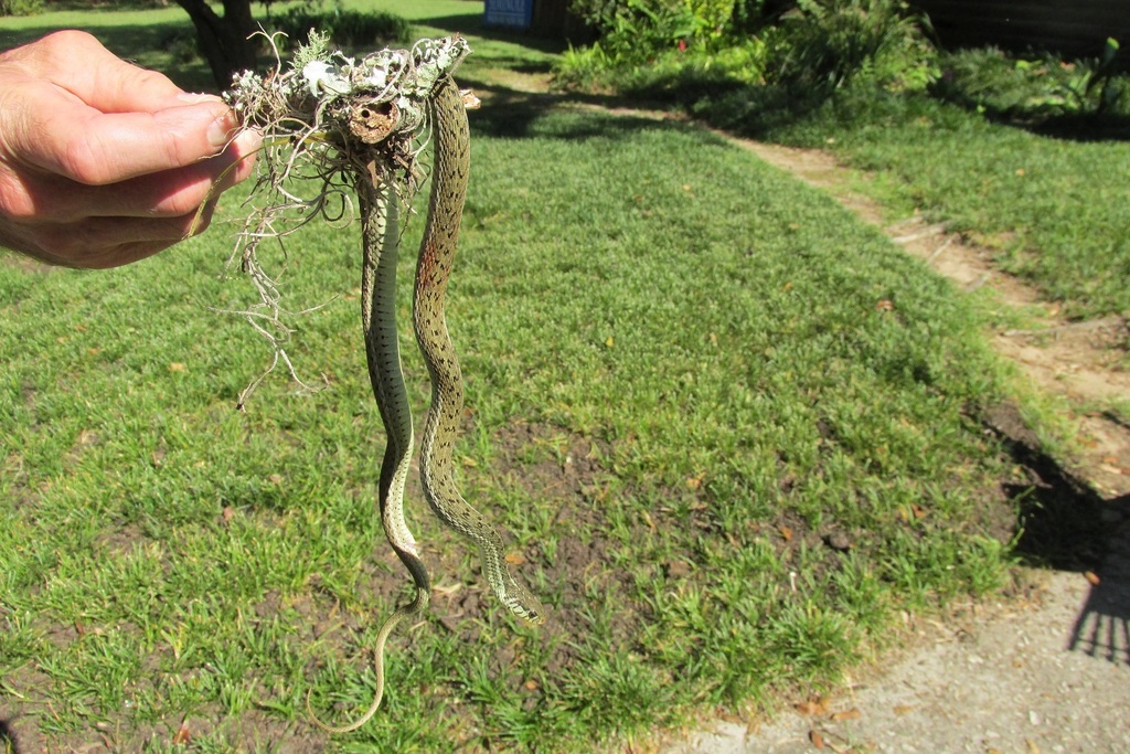 Eastern Garter Snake from Madison County, FL, USA on September 24, 2023 ...