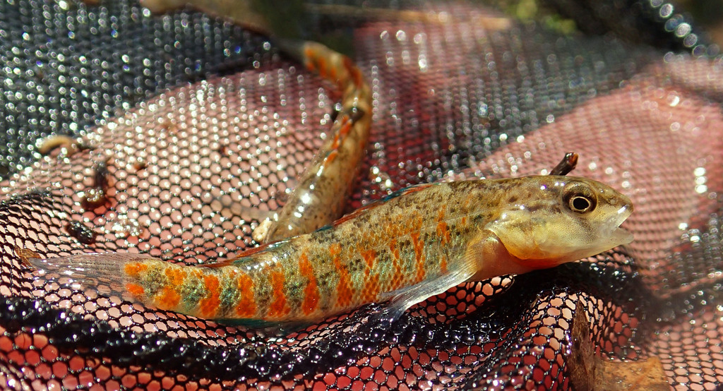Plains Orangethroat Darter from Salado Creek, Bell County, Texas on ...