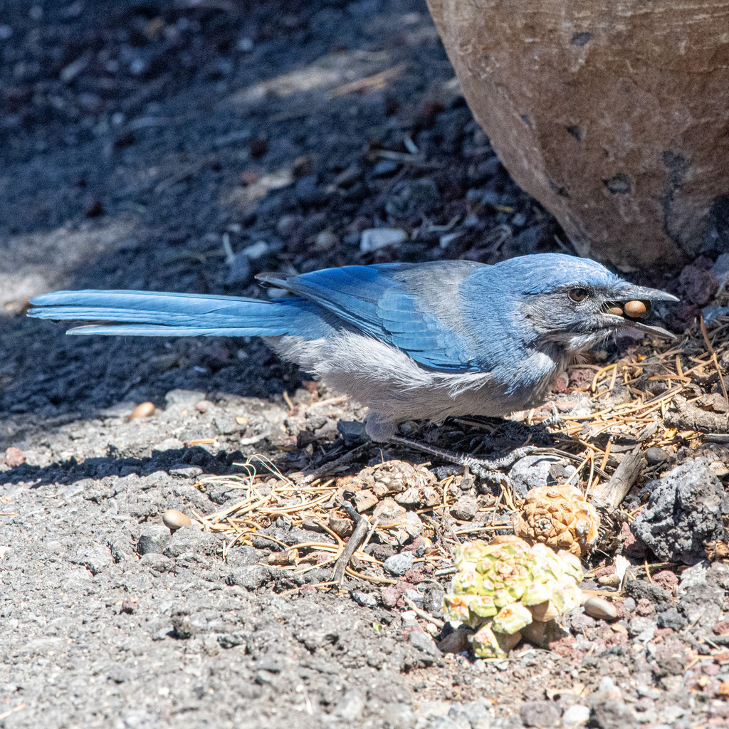 Woodhouse's Scrub-Jay from Coconino County, AZ, USA on September 19 ...