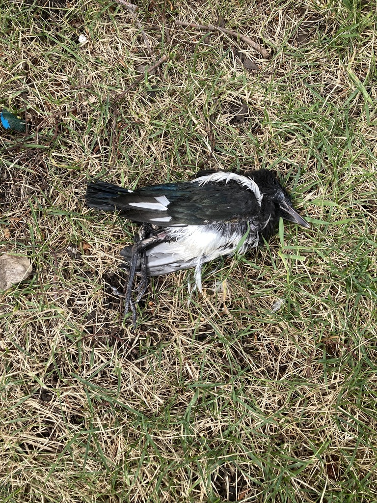 Black-billed Magpie from Douglasdale, Calgary, AB T2Z, Canada on June ...