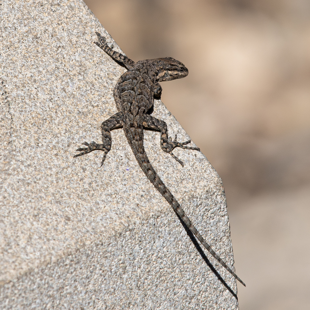 Ornate Tree Lizard from Grand Canyon Village, AZ 86023, USA on ...