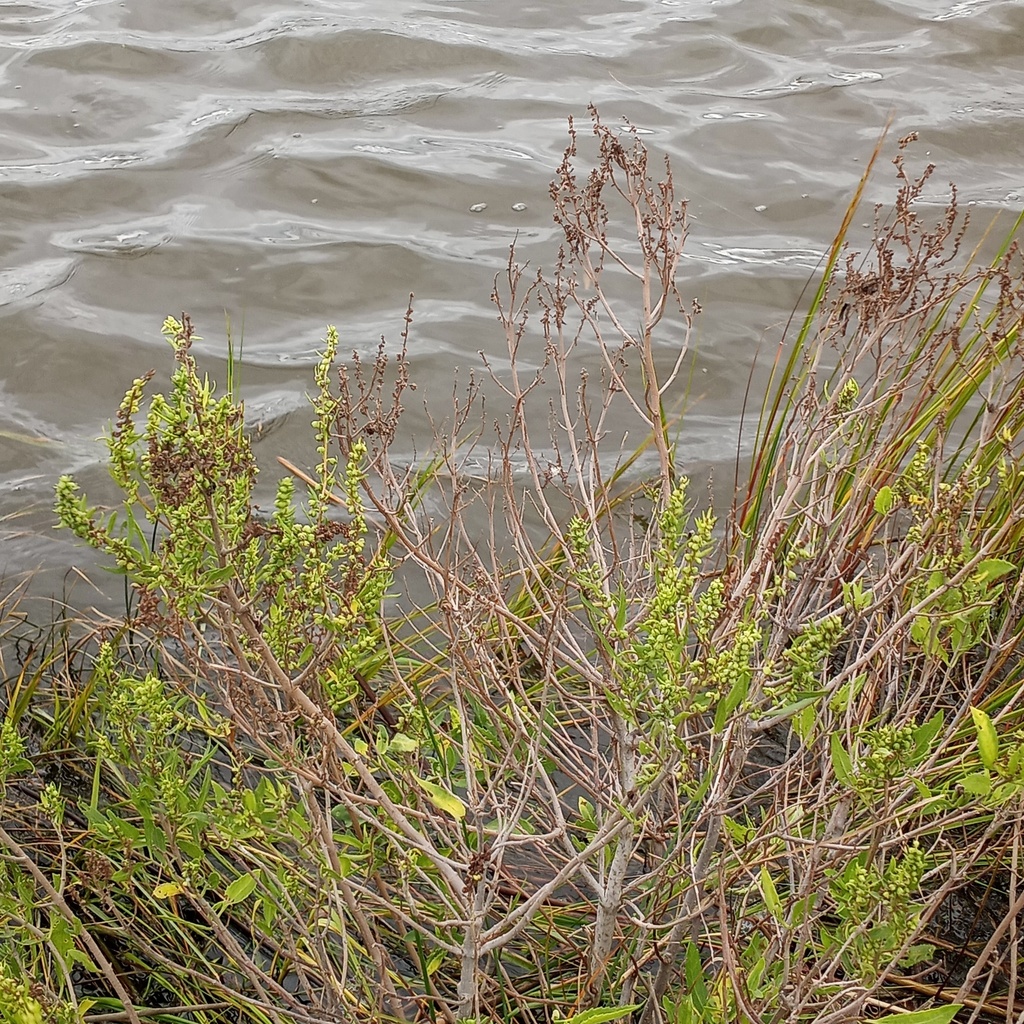 marsh elder from Worcester County, MD, USA on September 24, 2023 at 01:18 PM by Wayne Longbottom ...