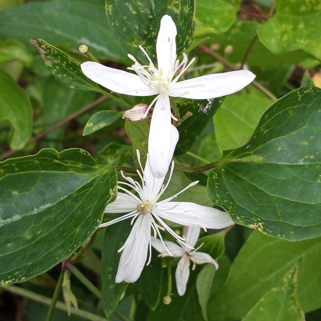 autumn clematis from Worcester County, MD, USA on September 24, 2023 at ...