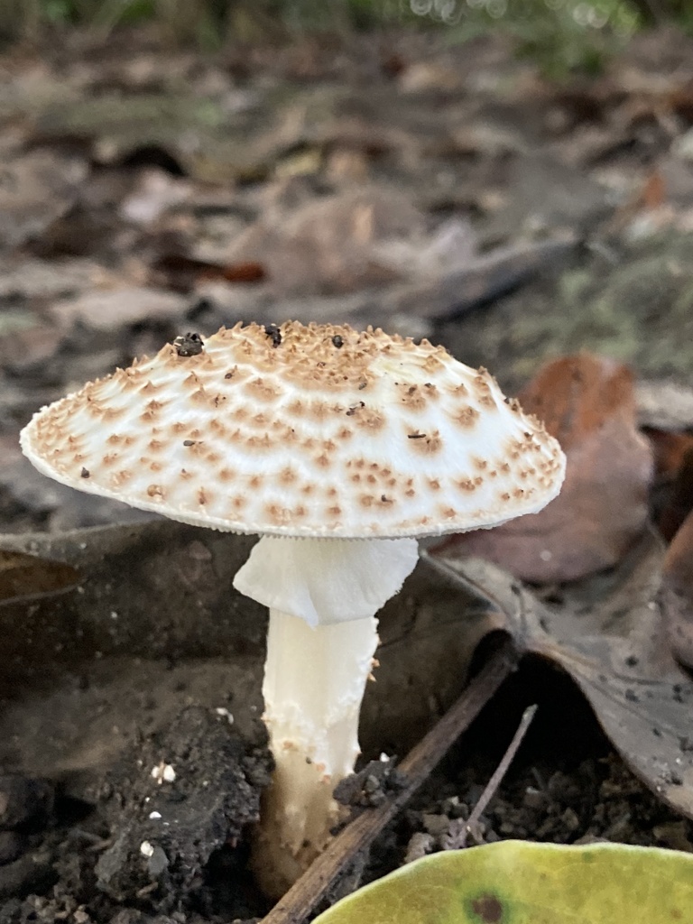 Freckled Dapperling from Shanghai, Shanghai, CN on September 25, 2023 ...