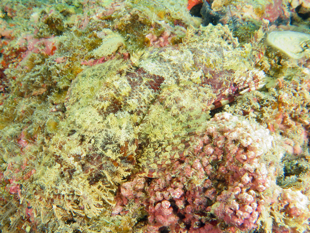 Scorpaenopsis venosa (Cuvier, 1829)