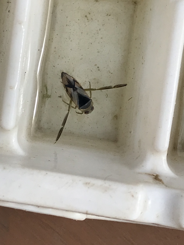 Grousewinged Backswimmer from 149 Ave NE, Edmonton, AB, CA on September ...